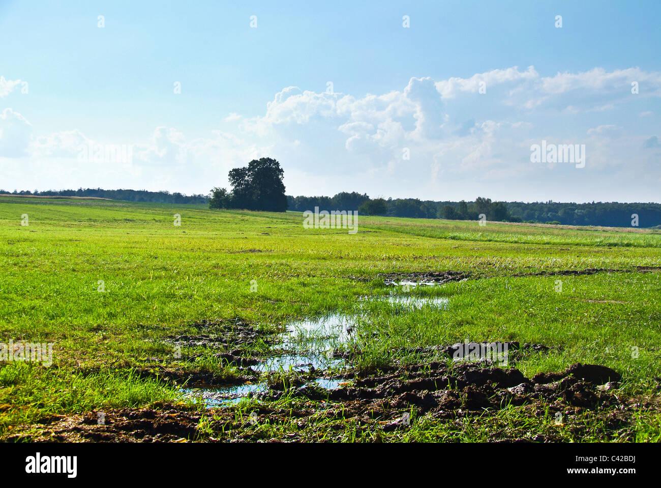Panorama of Polish forests, fields Stock Photo - Alamy