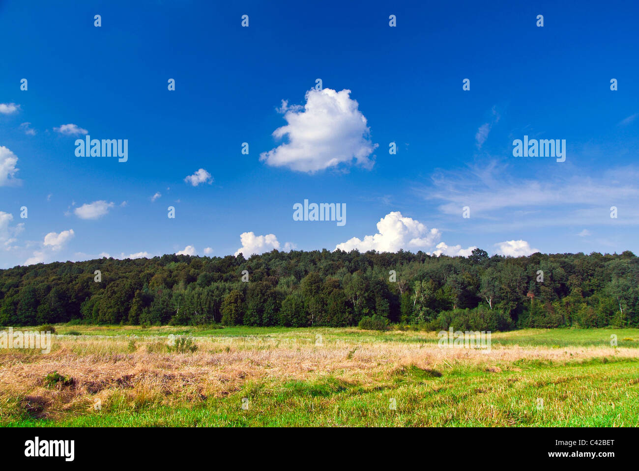 Panorama of Polish forests, fields Stock Photo - Alamy