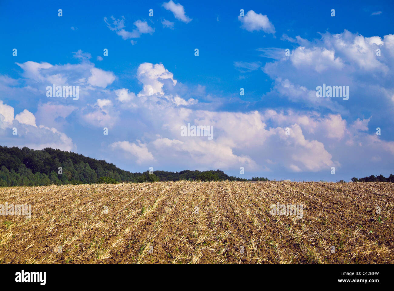 Panorama of Polish forests, fields Stock Photo - Alamy