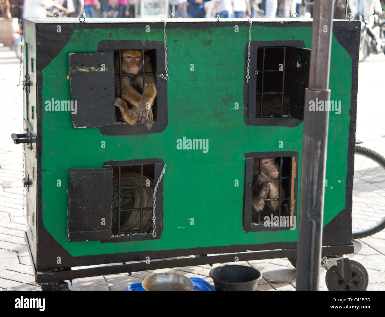 Square monkeys hi-res stock photography and images - Alamy