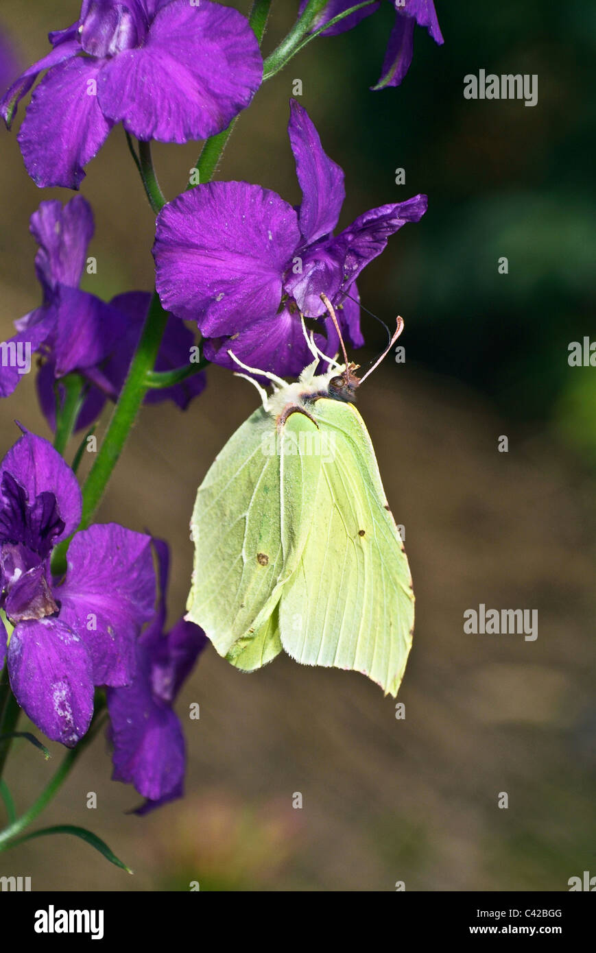 Zoom butterfly hi-res stock photography and images - Alamy