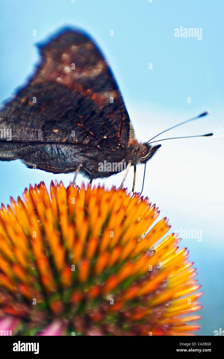 Butterfly zoom hi-res stock photography and images - Alamy
