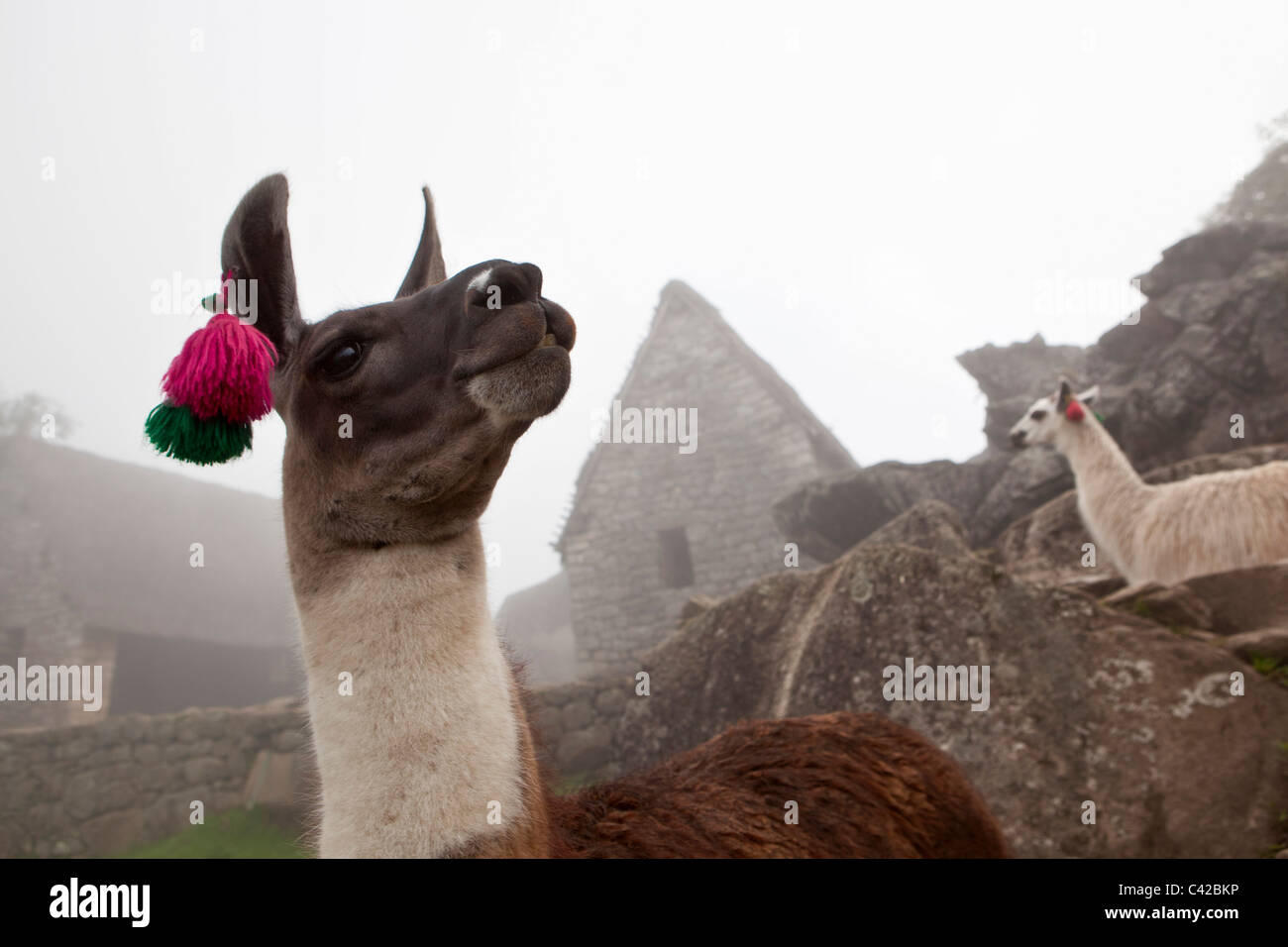 Peru, 15th-century Inca site located 2,430 metres (7,970 ft) above sea ...