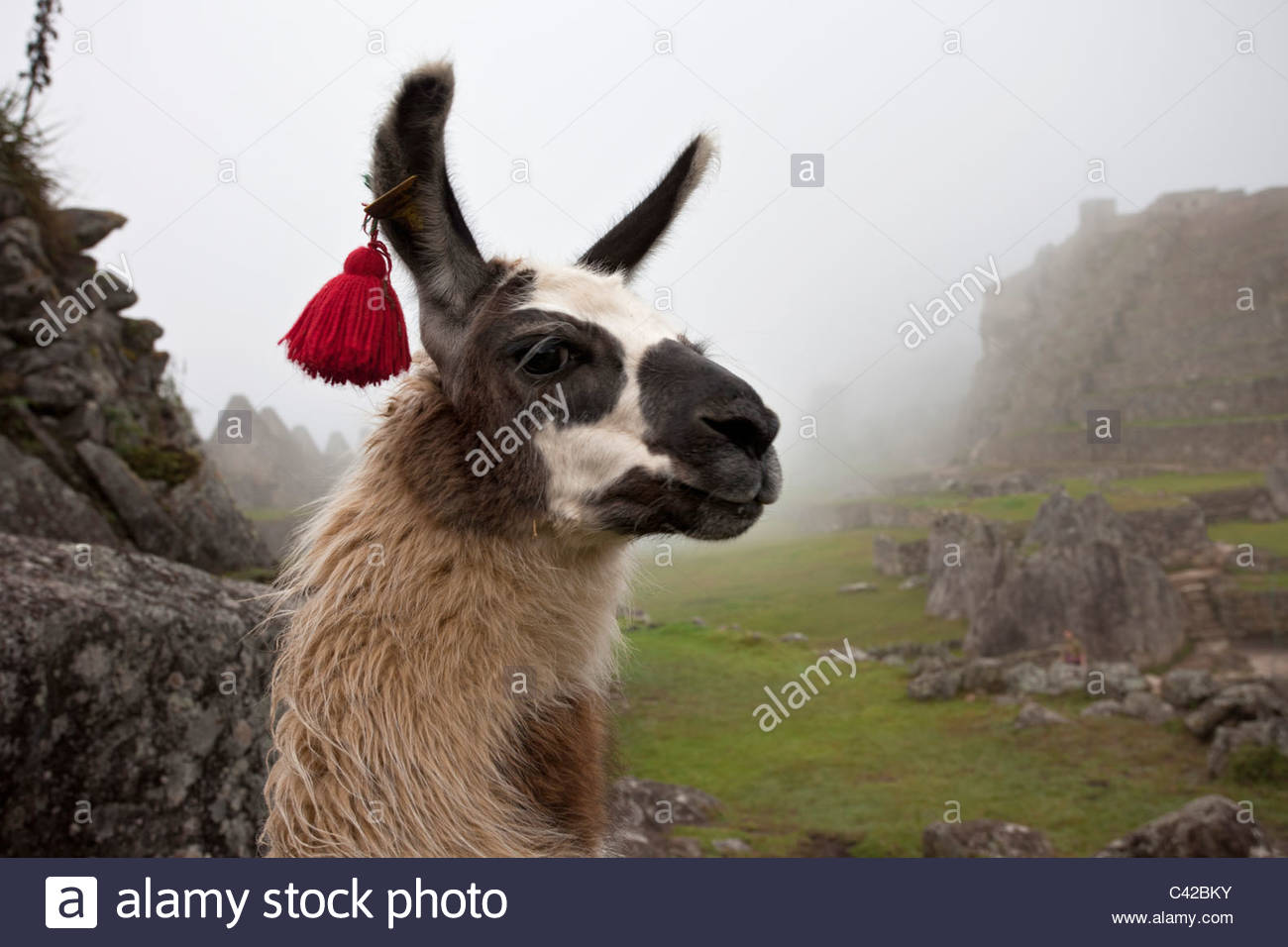 Llamas Stock Photos & Llamas Stock Images - Alamy
