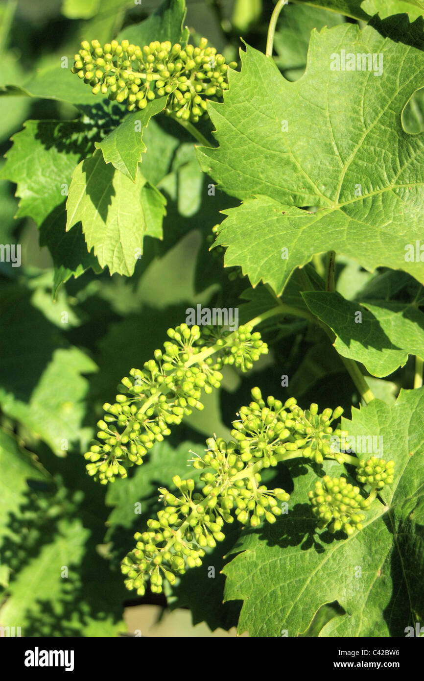 Early grape blossom in spring Stock Photo - Alamy
