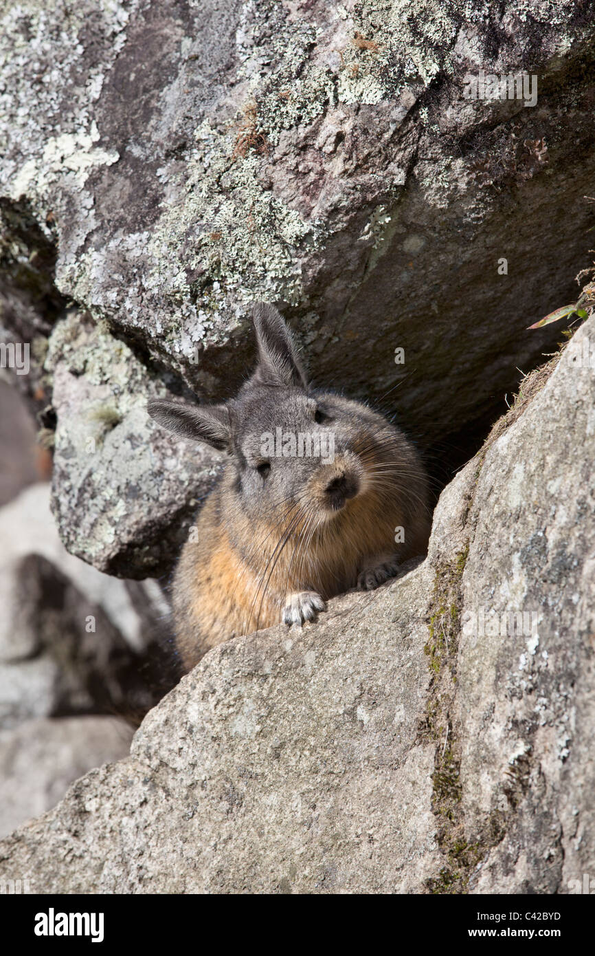 Peru, 15th-century Inca site located 2,430 metres (7,970 ft) above sea ...
