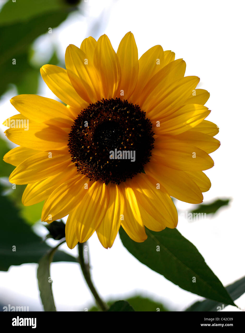 Vegetable field single sunflower hi-res stock photography and images ...