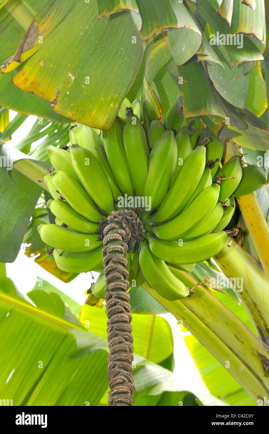 Lush banana plants grow in hi-res stock photography and images - Alamy