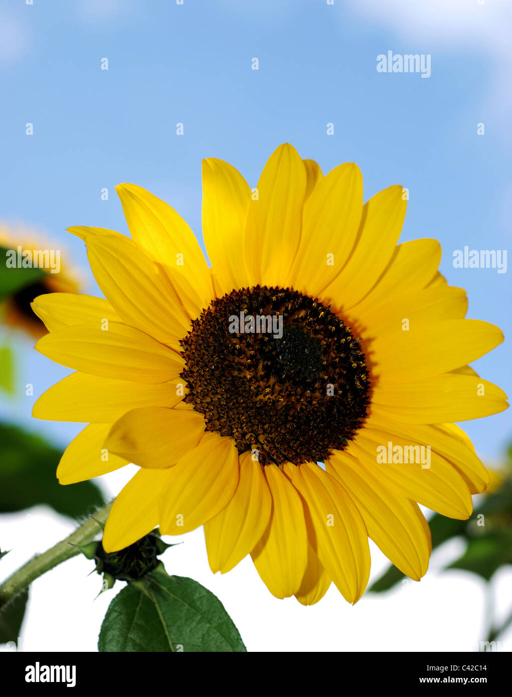 Closeup of single large sunflower Stock Photo - Alamy