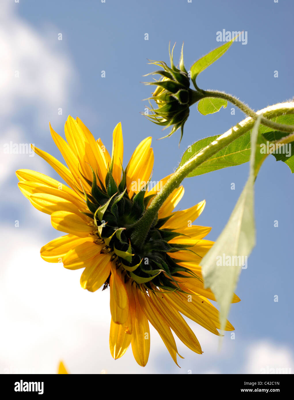 Closeup of single large sunflower Stock Photo - Alamy