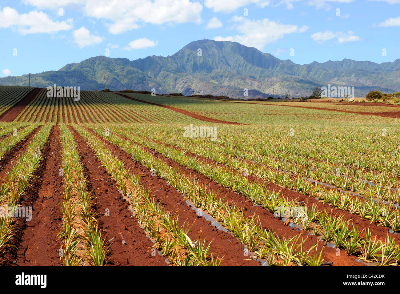 Pineapple Fields along Kamehameha Highway North Shore Hawaii Oahu Pacific Ocean Stock Photo - Alamy
