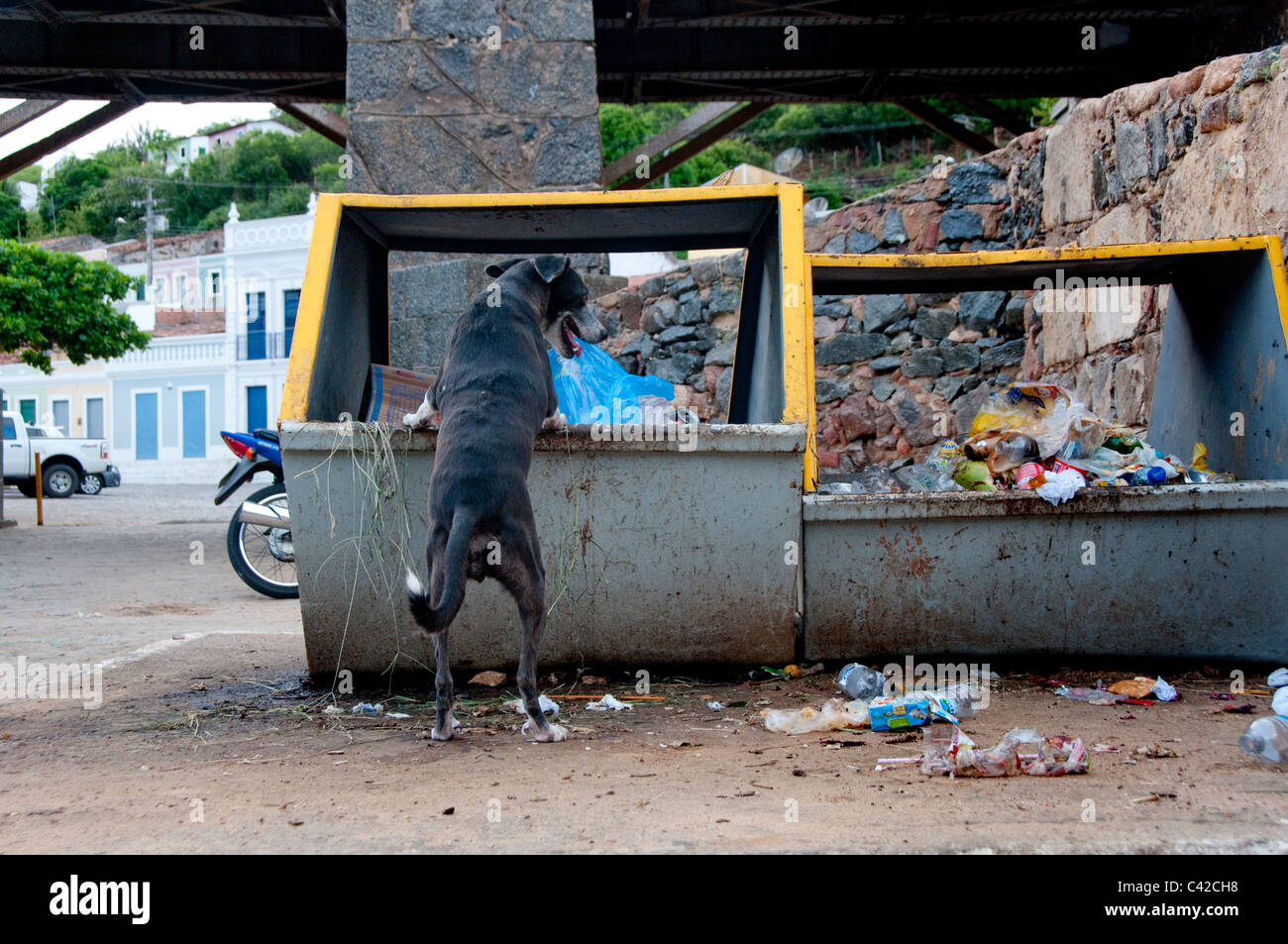 Dog scavenging in garbage skip Village of Pirhanas Algoas Brazil Stock ...