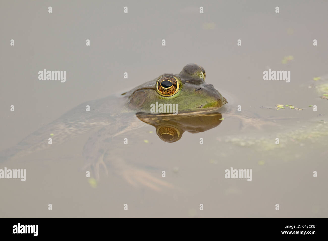 American Bullfrog in the water Stock Photo - Alamy