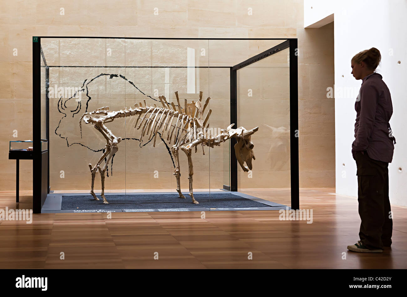 Bison skeleton hi-res stock photography and images - Alamy