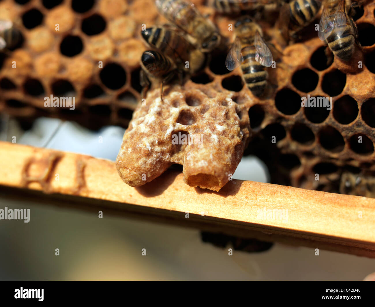 Honey bee queen cells on hi-res stock photography and images - Alamy