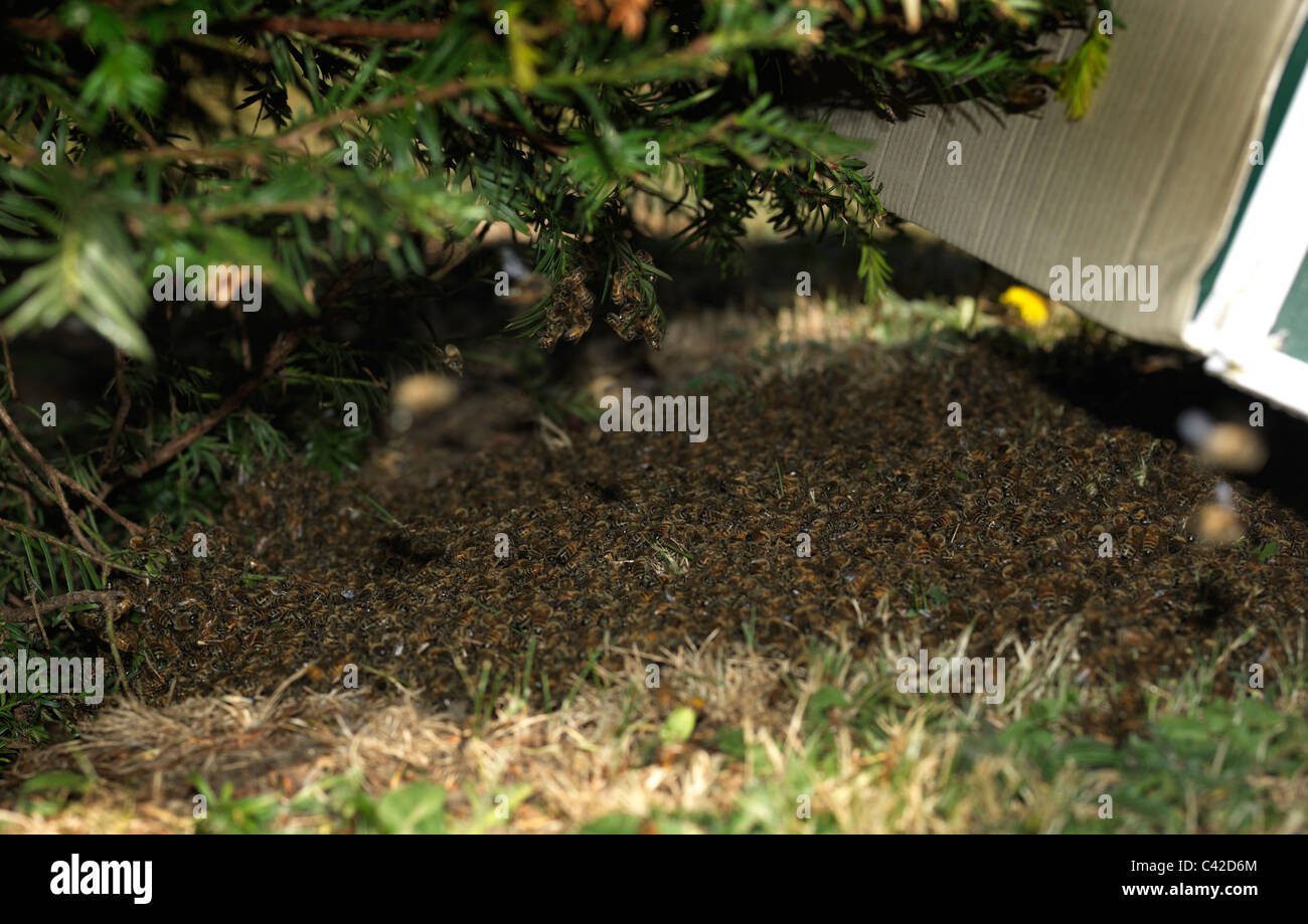 Moving bees hi-res stock photography and images - Alamy