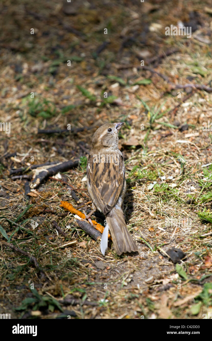 Sparrow nature hi-res stock photography and images - Alamy