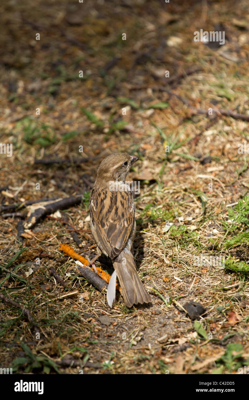 Sparrow nature hi-res stock photography and images - Alamy
