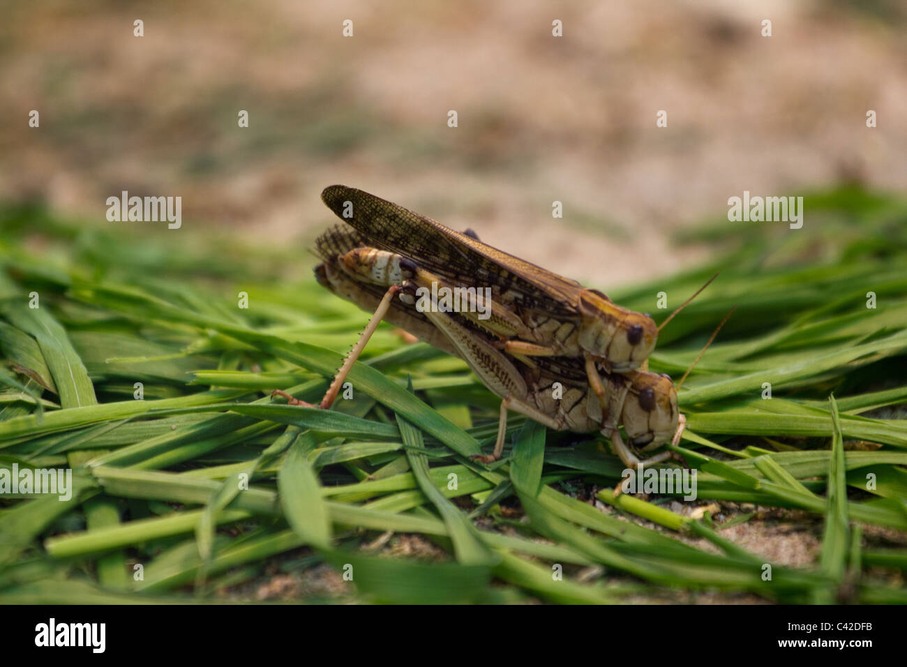 Green grasshoppers mating hi-res stock photography and images - Alamy