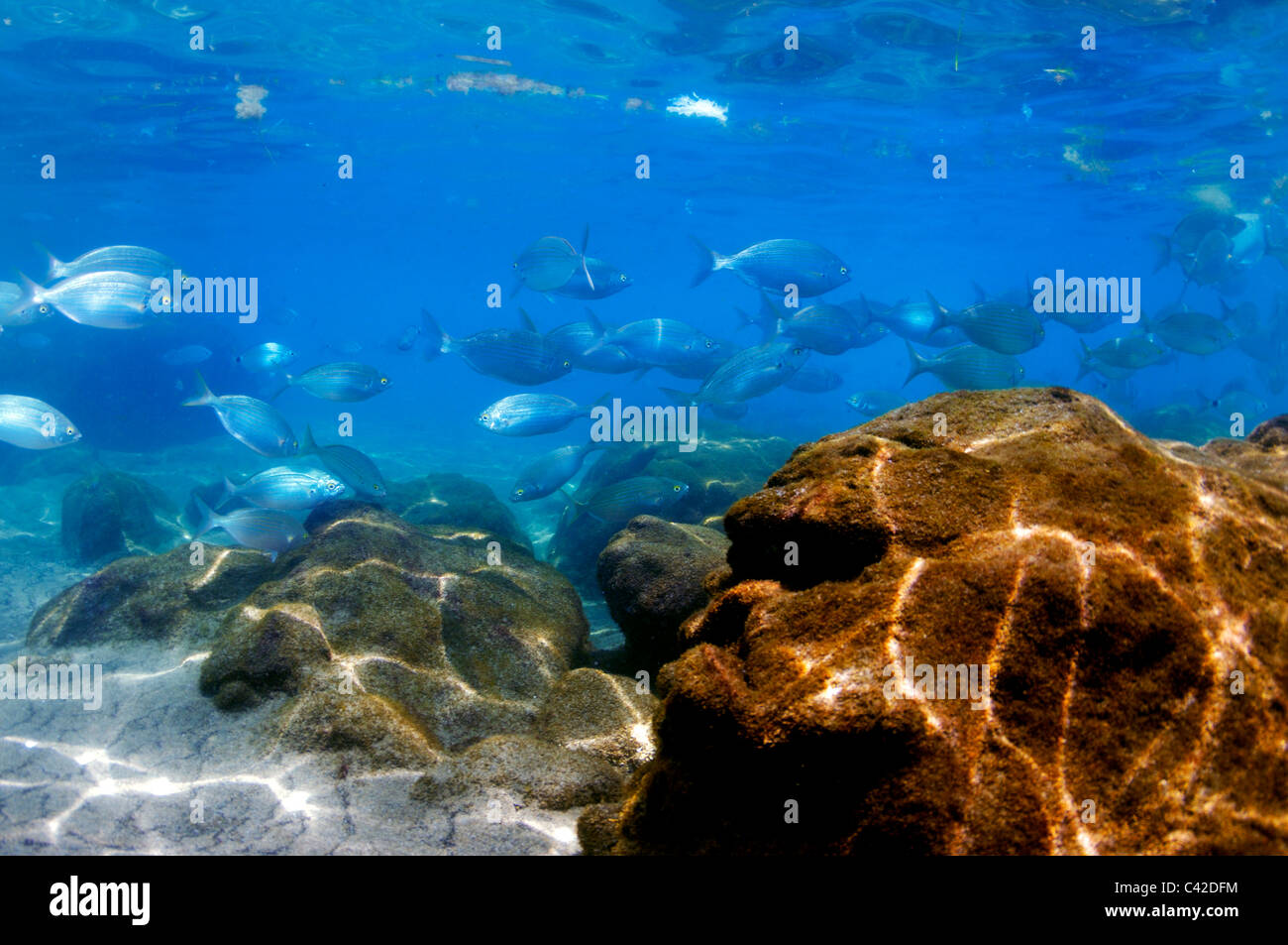 Rocks and fish under dappled water Stock Photo - Alamy