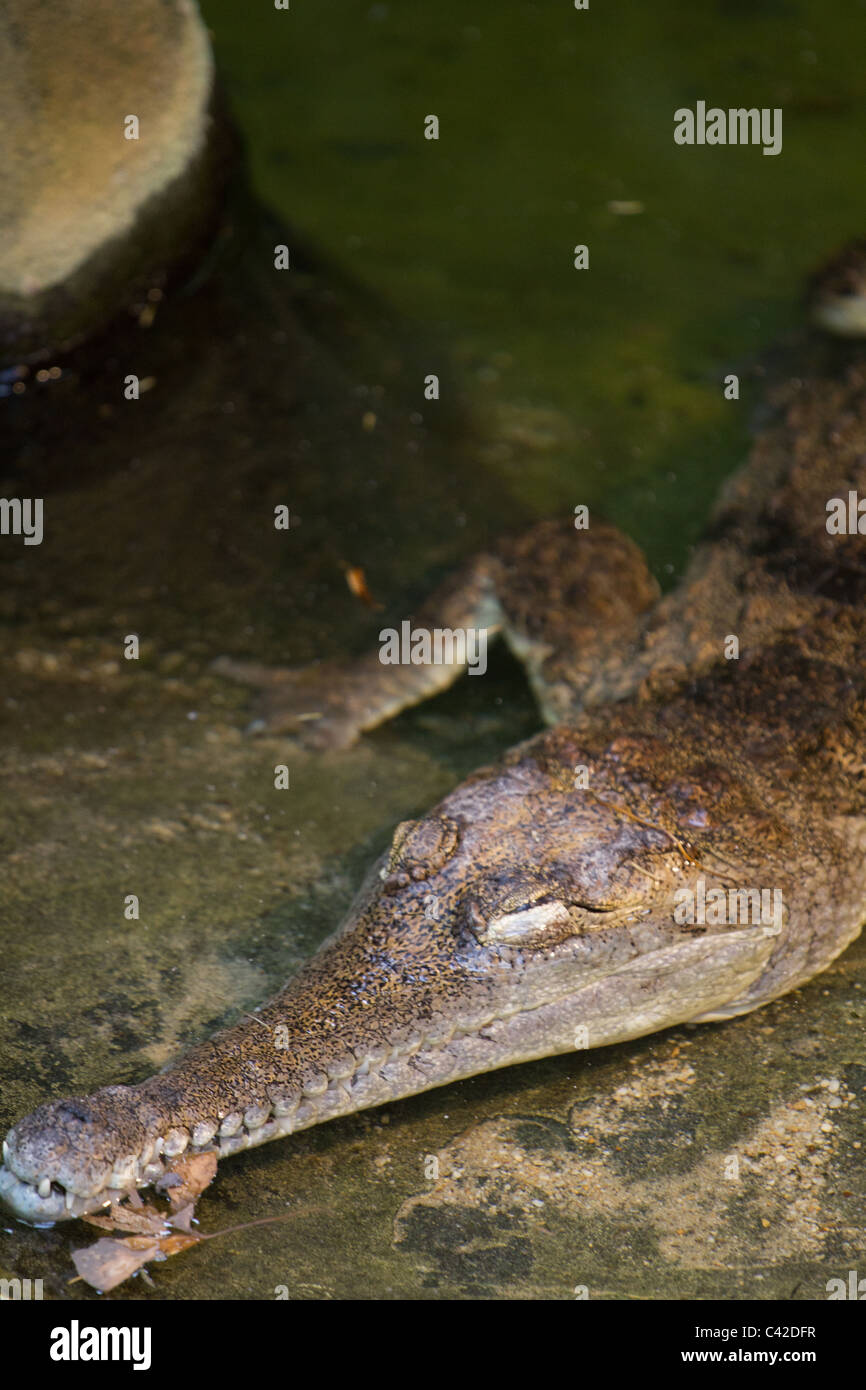 Nile crocodile snout hi-res stock photography and images - Alamy
