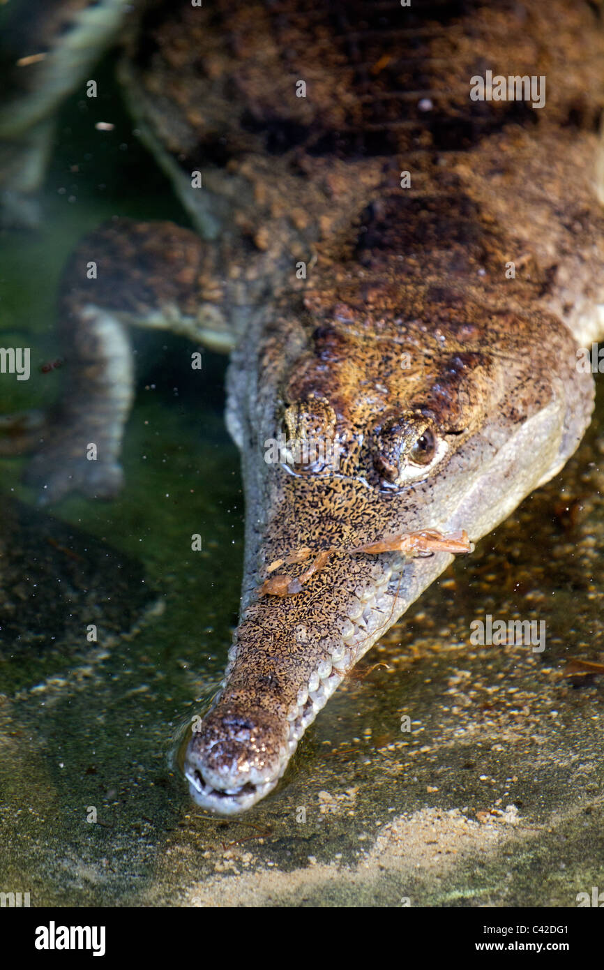 Nile crocodile skin hi-res stock photography and images - Alamy