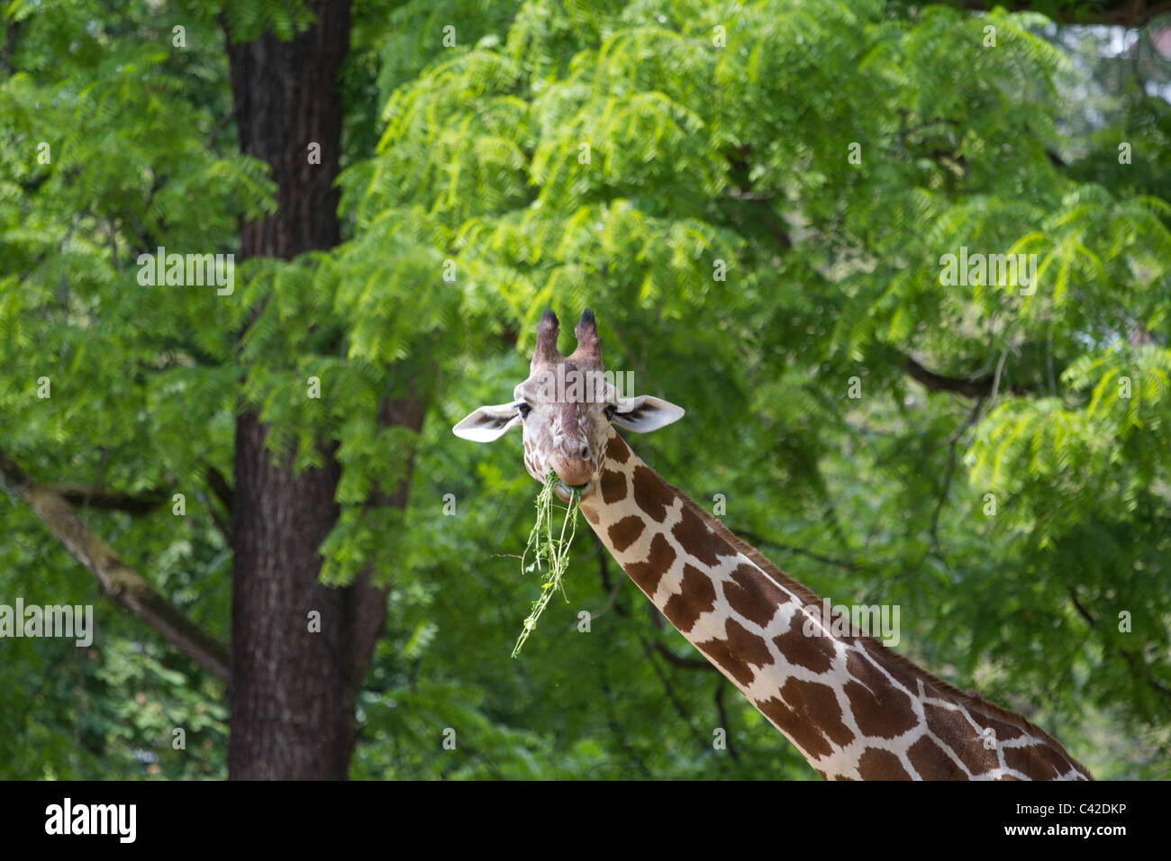 Giraffe stretching hi-res stock photography and images - Alamy