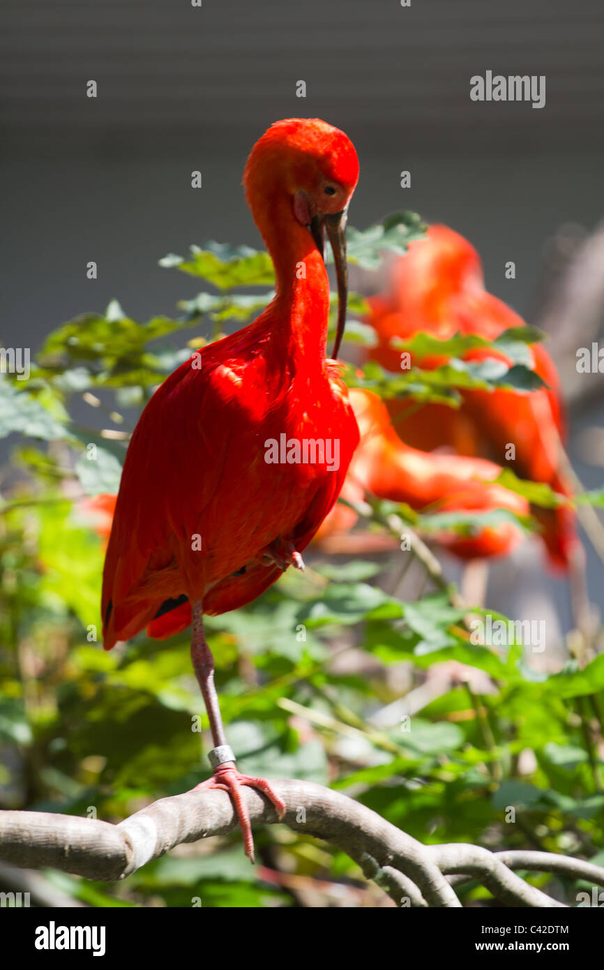 Scarlet ibis hi-res stock photography and images - Alamy
