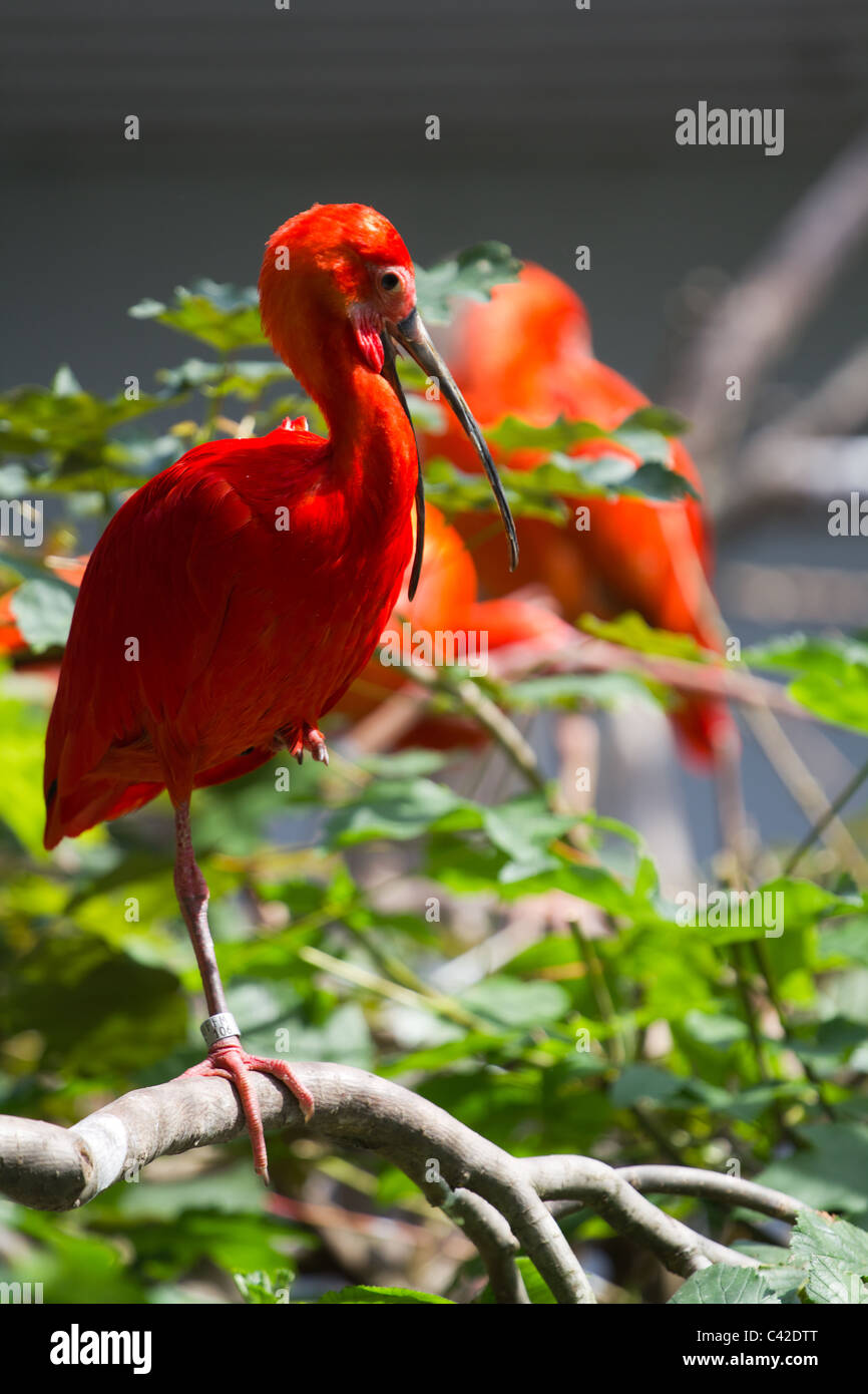 Scarlet ibis nature hi-res stock photography and images - Alamy