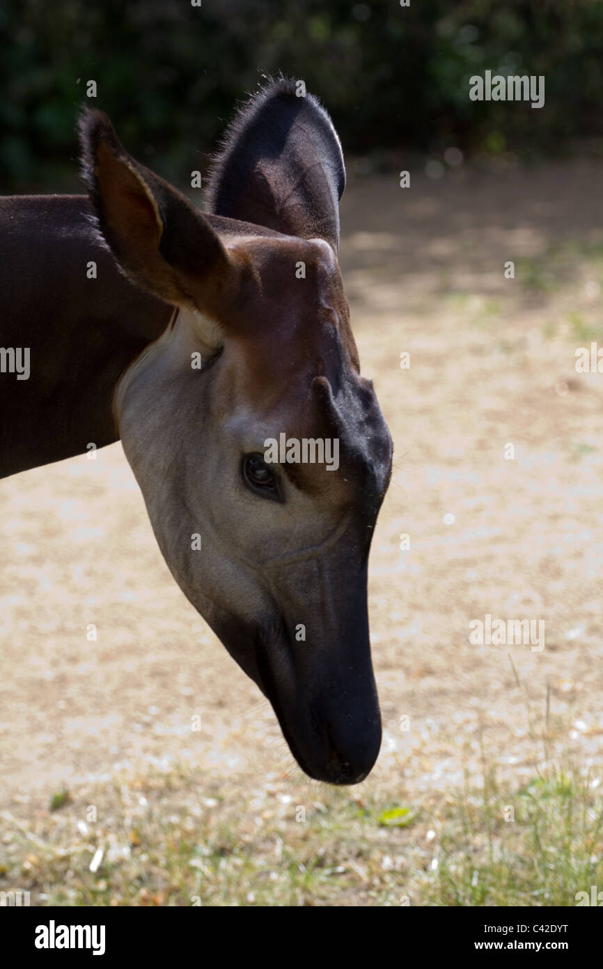 Elusive okapi hi-res stock photography and images - Alamy