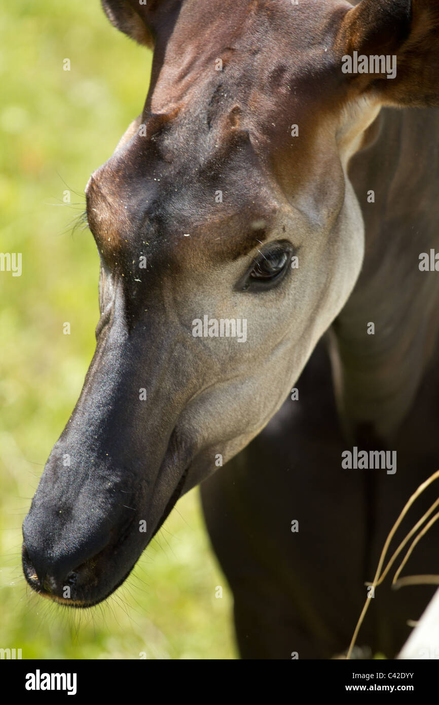 Rainforest Okapi High Resolution Stock Photography and Images - Alamy