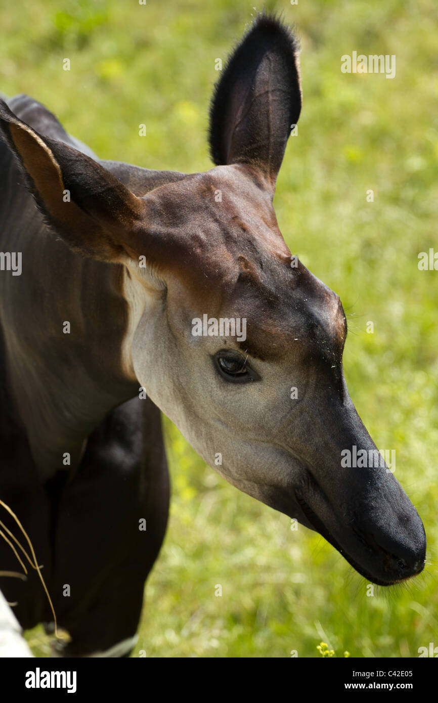 Okapi stripes hi-res stock photography and images - Alamy