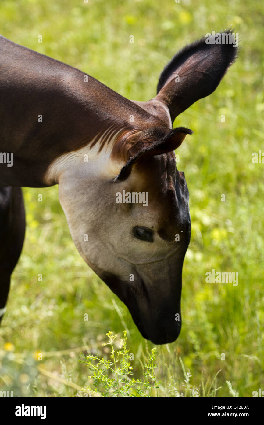 Rainforest okapi hi-res stock photography and images - Alamy