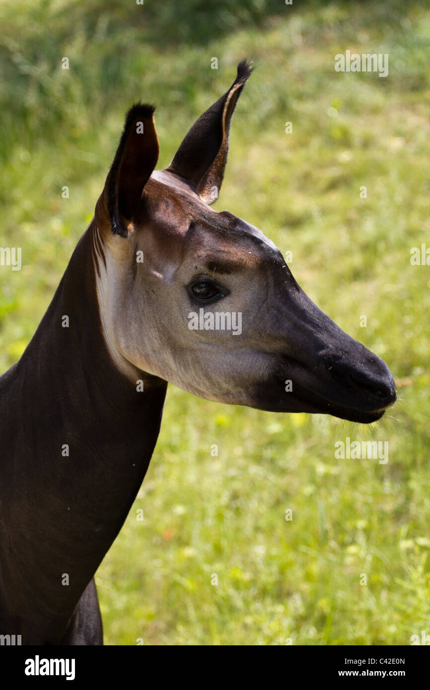 Okapi africa hi-res stock photography and images - Alamy