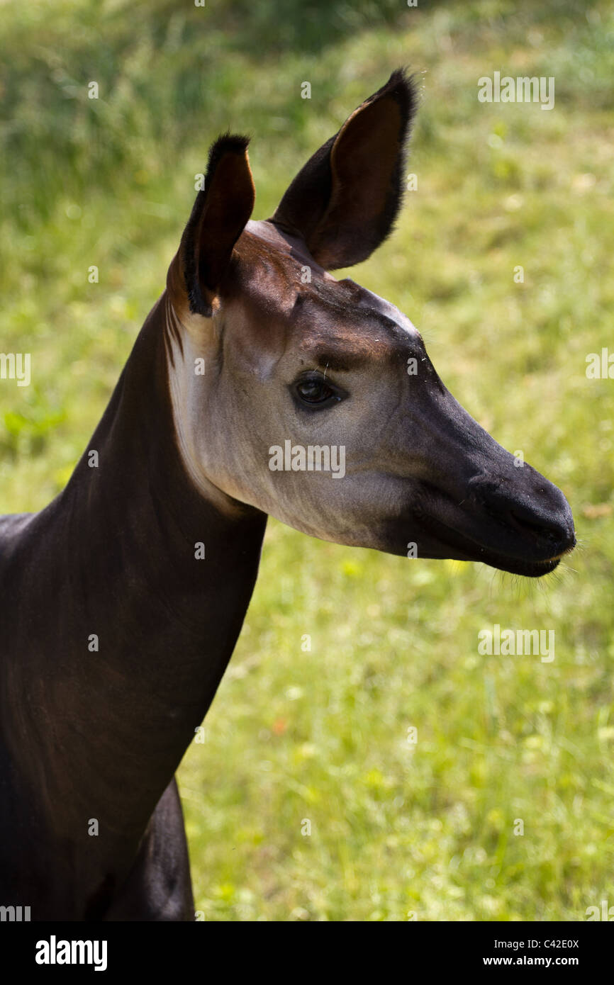 Rainforest okapi hi-res stock photography and images - Alamy