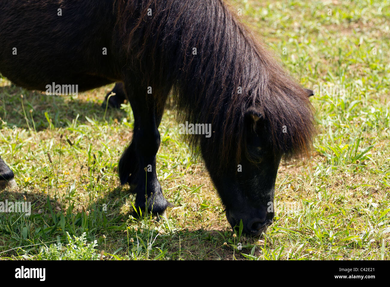 Shetland pony mane hi-res stock photography and images - Alamy