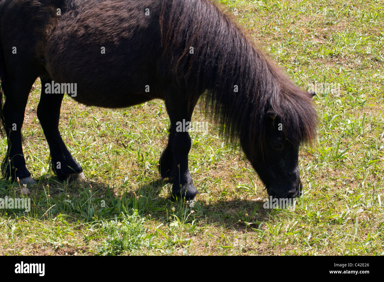 Shetland Pony Mane High Resolution Stock Photography and Images - Alamy