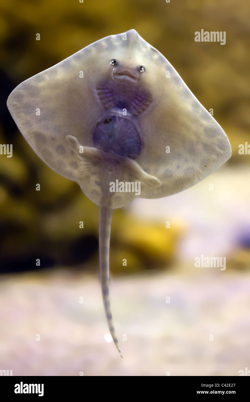 Stingray Tail Stock Photos & Stingray Tail Stock Images - Alamy