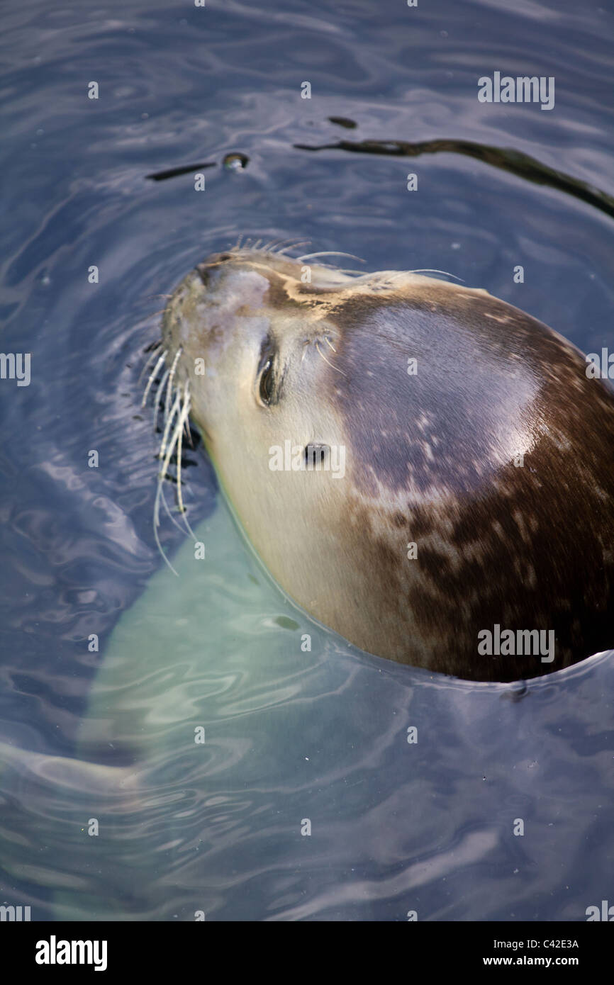 Blubber Stock Photos & Blubber Stock Images - Alamy