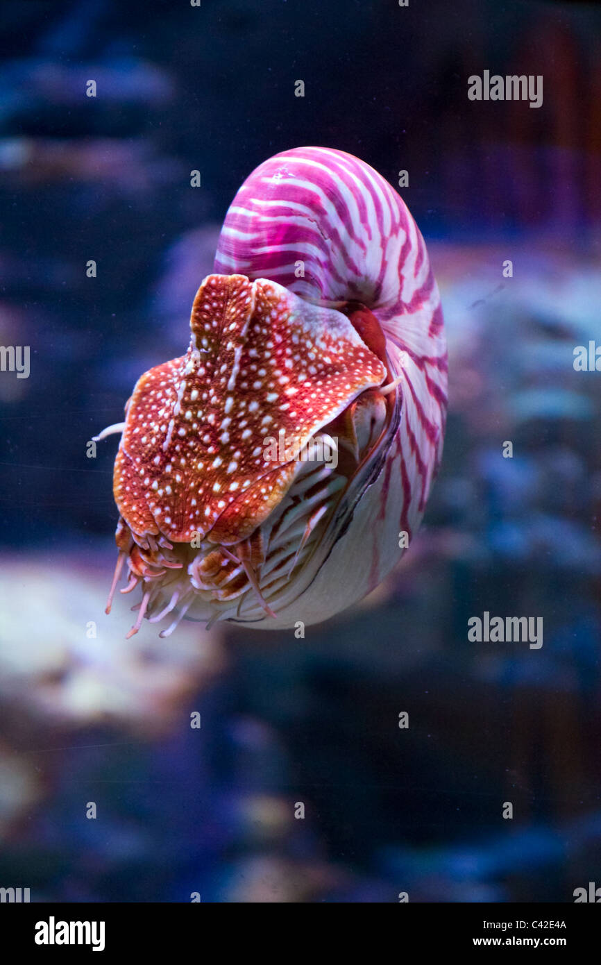 Sea squid hi-res stock photography and images - Alamy