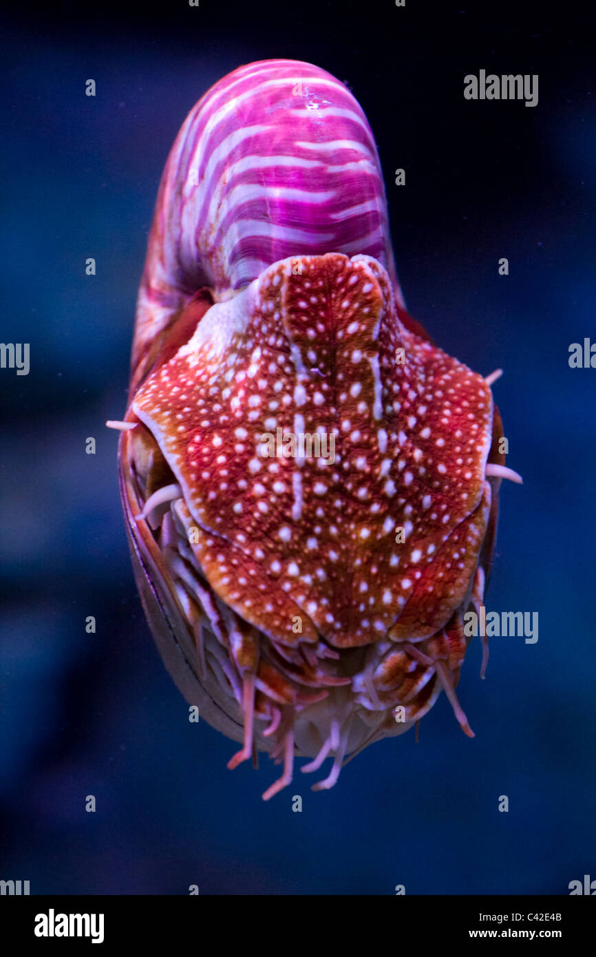 Squid hi-res stock photography and images - Alamy