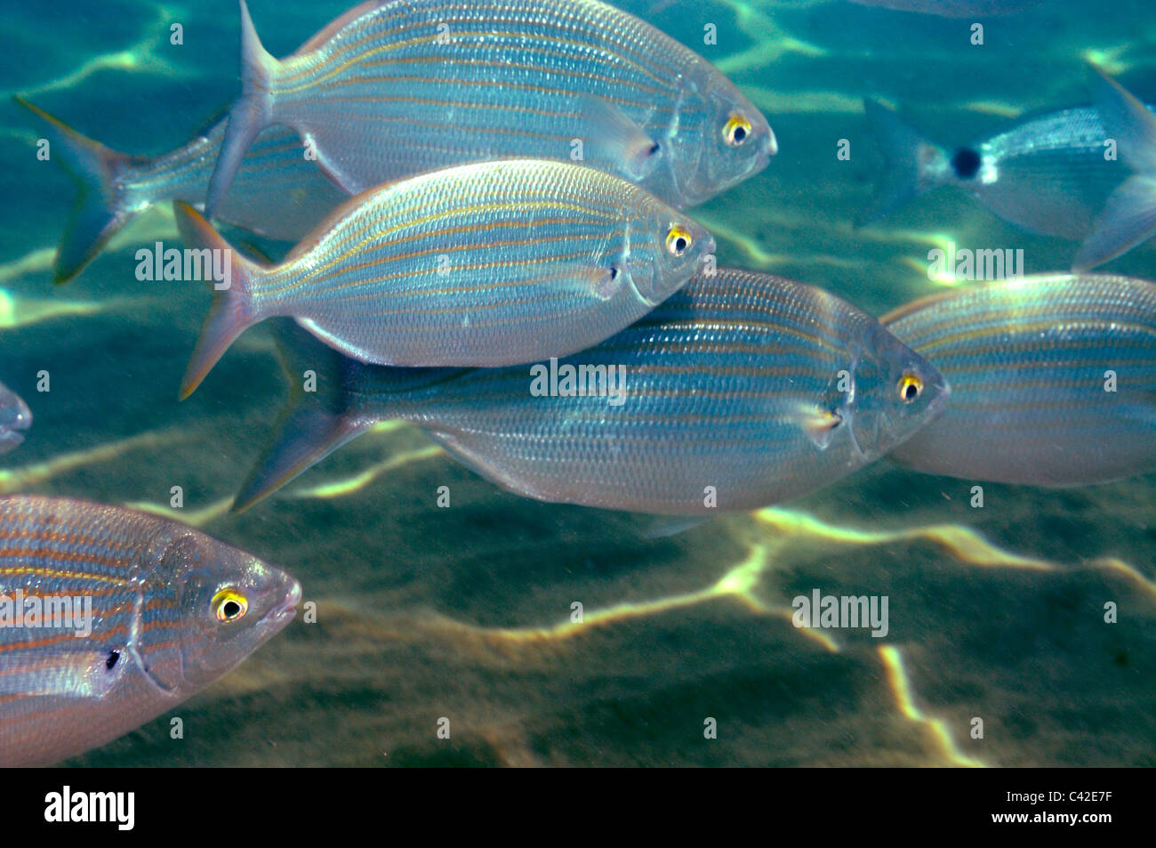 Bastard Grunt (Pomadasys incisus) fish swimming underwater Stock Photo ...