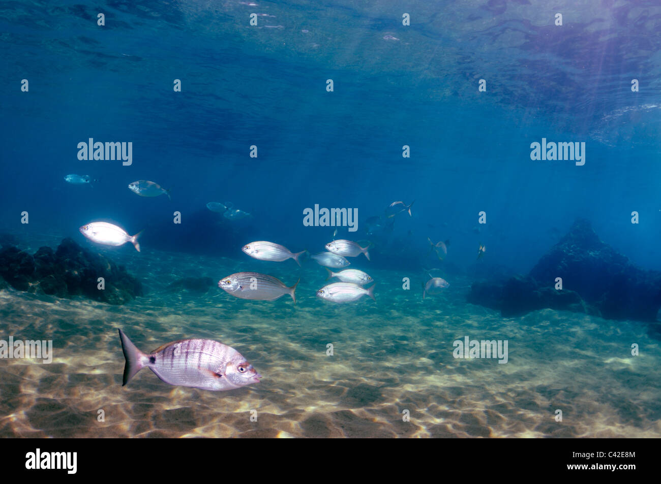 African White Bream and Bastard Grunt fish swimming in shallow water in ...