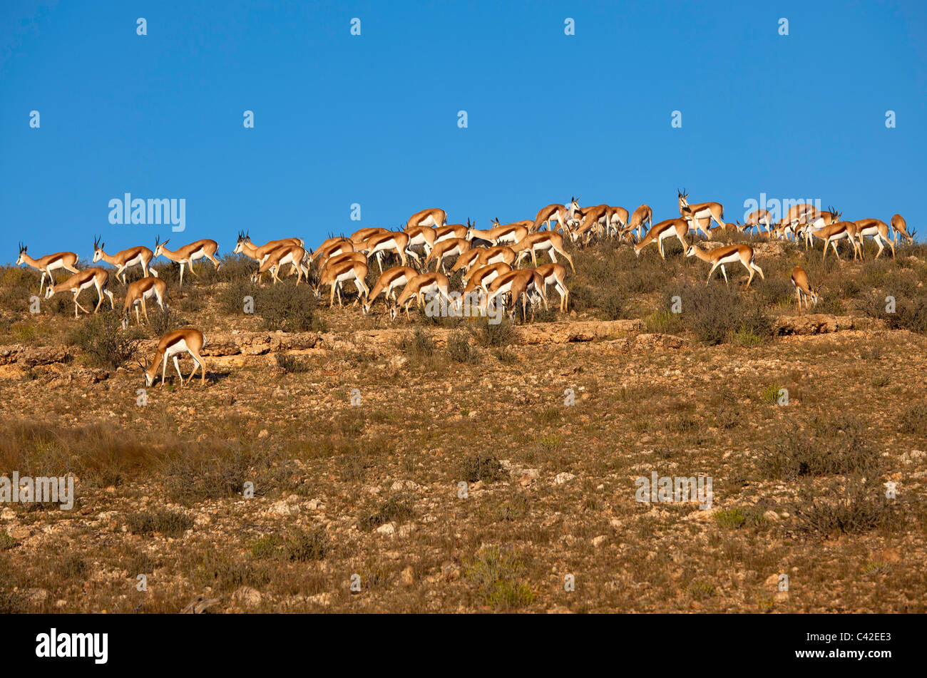 springbok herd grazing Stock Photo - Alamy