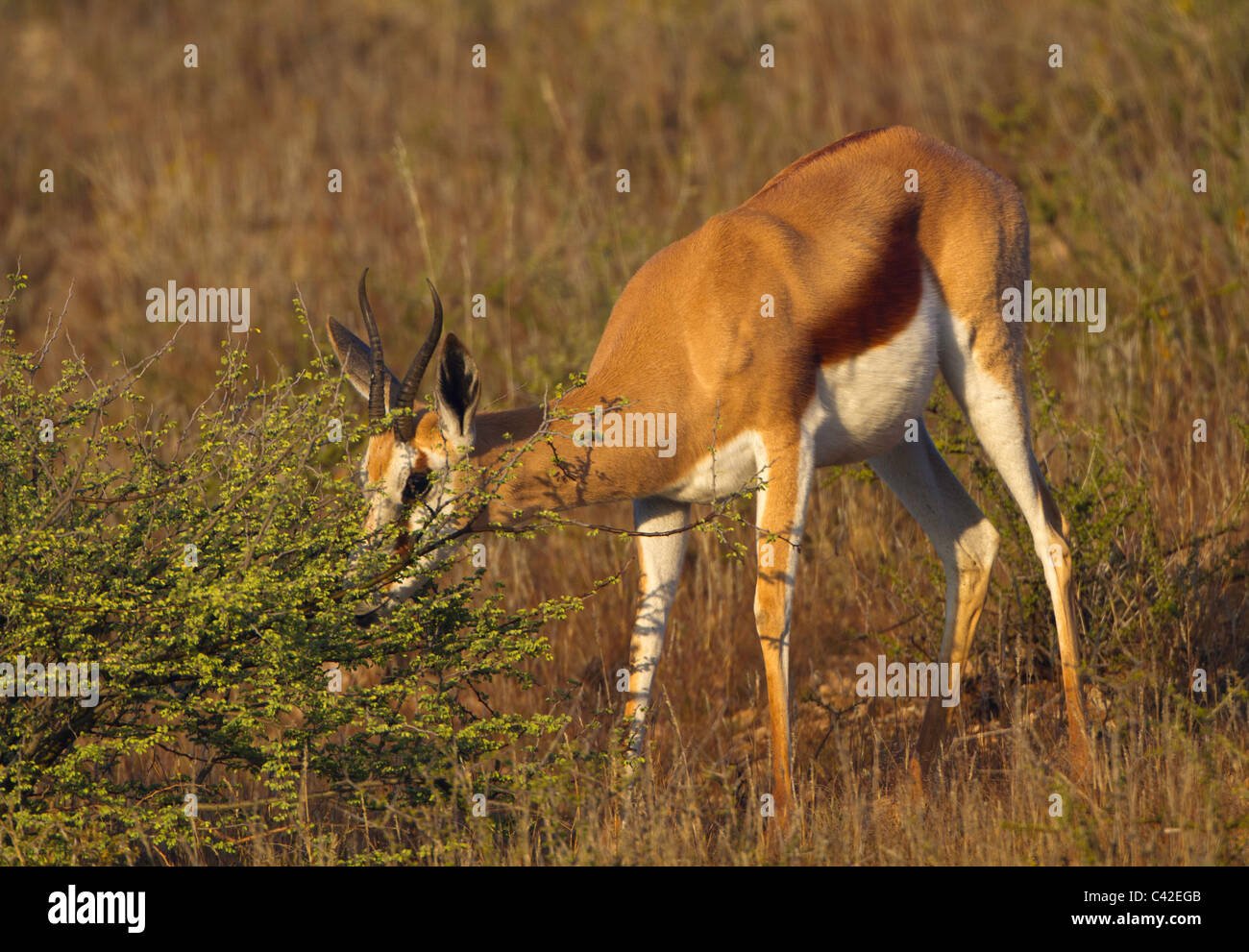 Browsing wildlife hi-res stock photography and images - Alamy