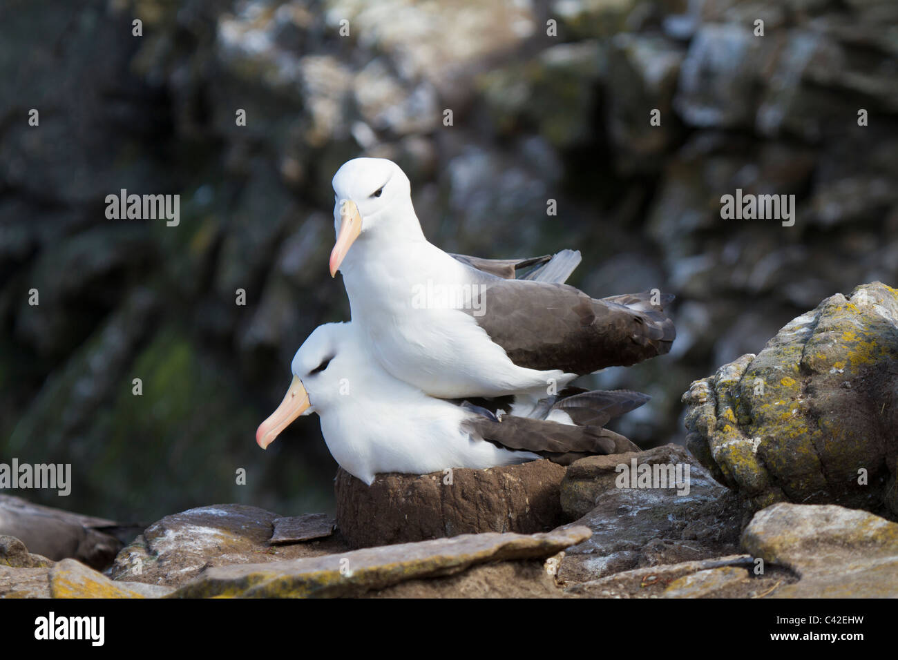 A pair of black-browed albatrosses mating in the breeding colony at New ...