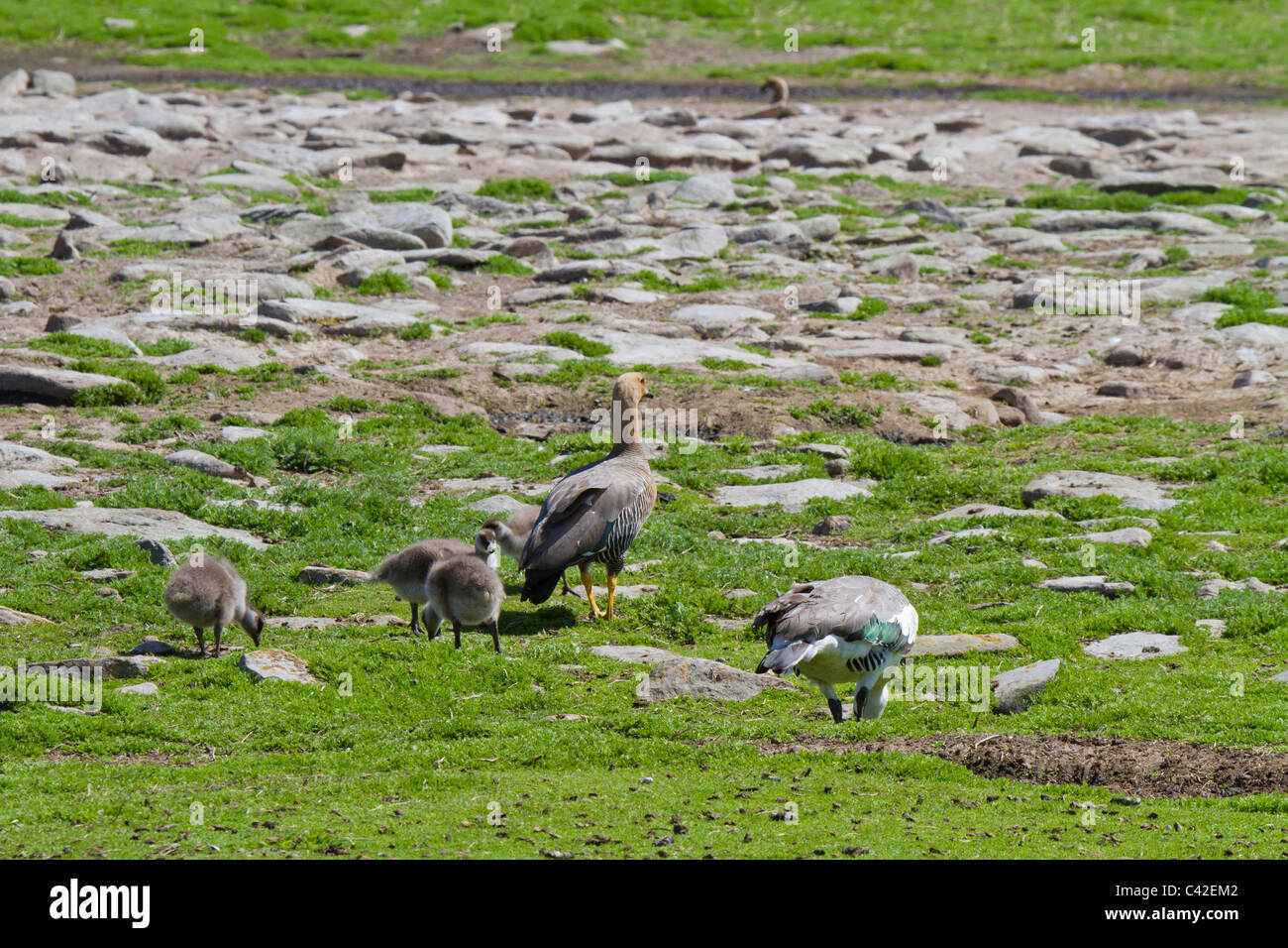 Goose Green And Falklands High Resolution Stock Photography and Images ...