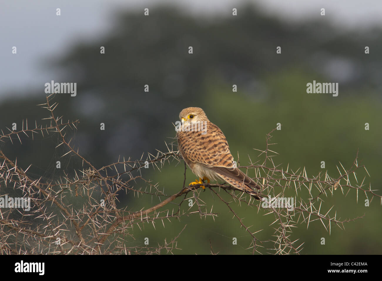 Bush falcon hi-res stock photography and images - Alamy