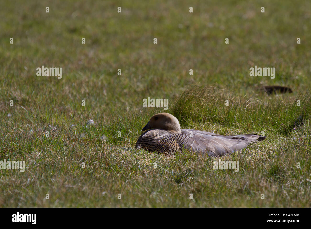 Female greater upland goose nesting in open grassland, New Island, West ...