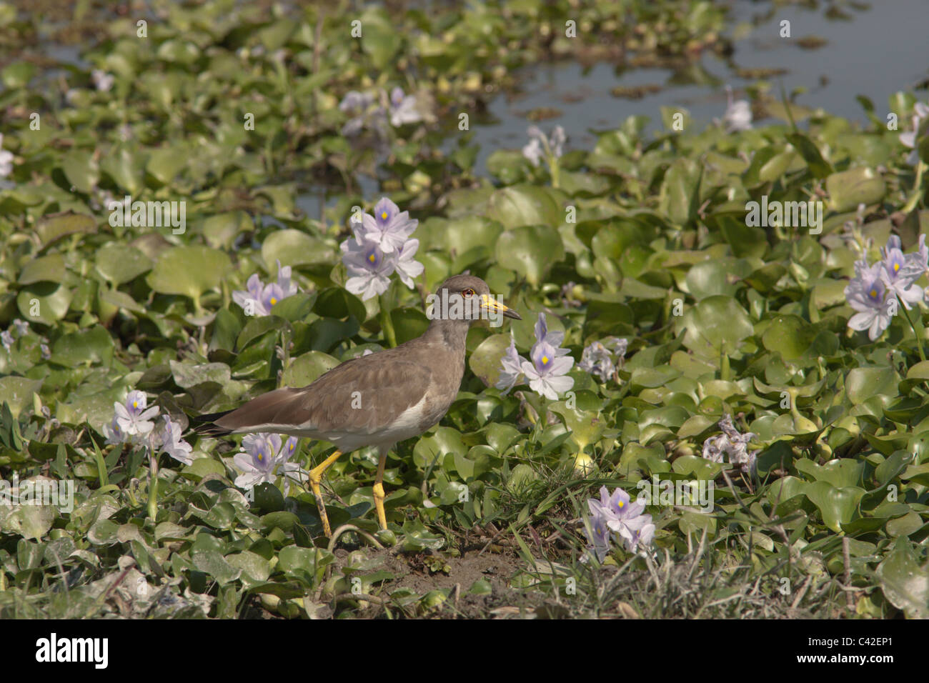 Grey-headed Lapwing (Vanellus cinereus) walking on the plants in a pond ...